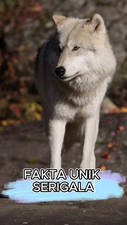 Fakta unik Serigala #faktaunik #serigala #anjing #shortsviral #shorts - YouTube