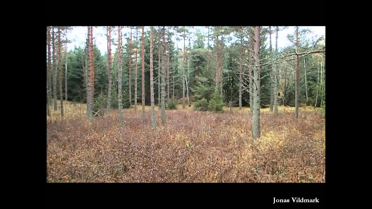 Hunting Wild Boar and Moose in Bogesund - Jonas Vildmark - YouTube