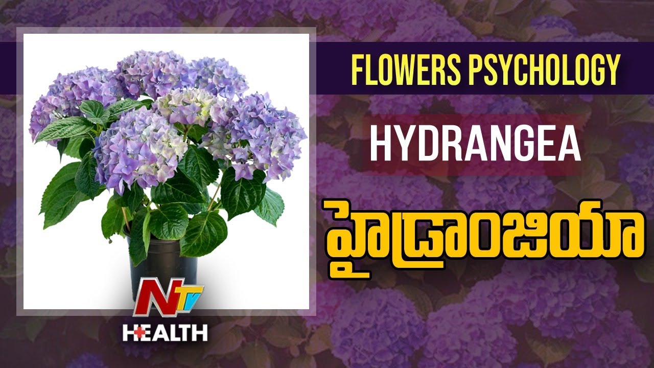 Flower Psychology: What Your Favorite Flower Says | Hydrangeas | Ntv ...
