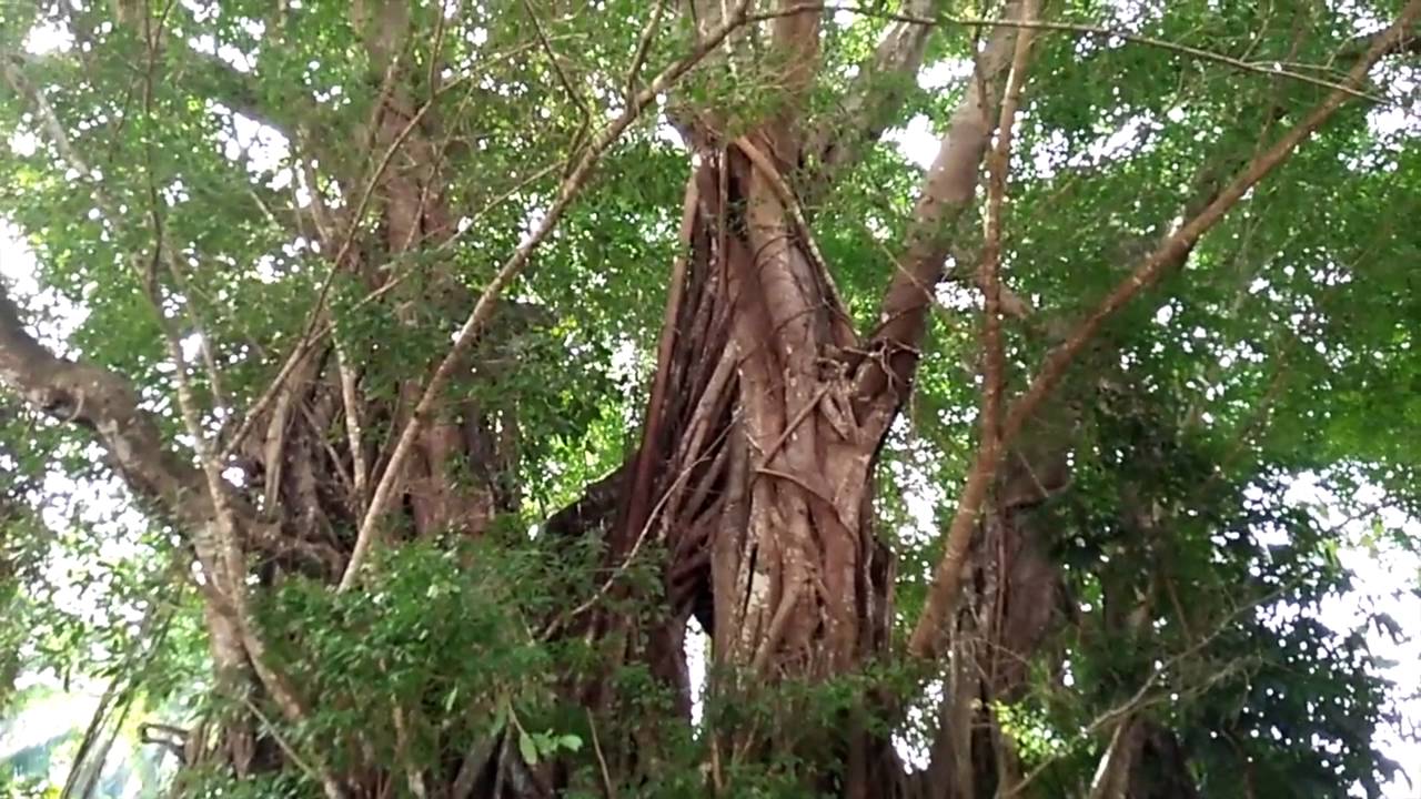 The Enchanted Balete Tree Siquijor Island Philippines - YouTube