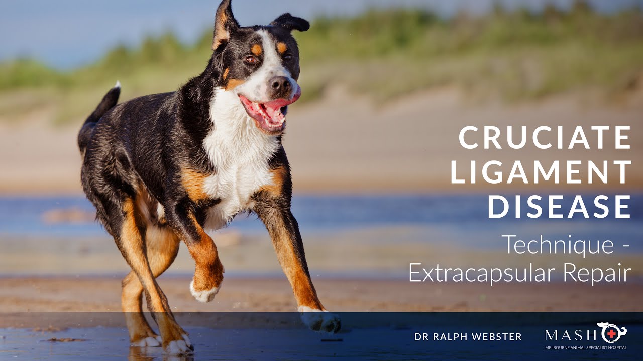 MASH Cruciate Ligament Disease – Extracapsular Repair - YouTube