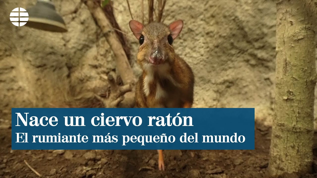Nace un ciervo ratón, el rumiante más pequeño del mundo, en el bioparc ...