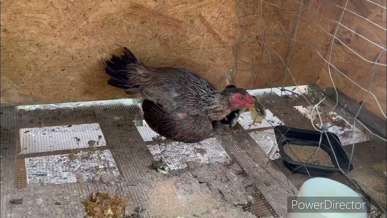 Thaij me nyuam Qaib daug 5/25/23 - YouTube