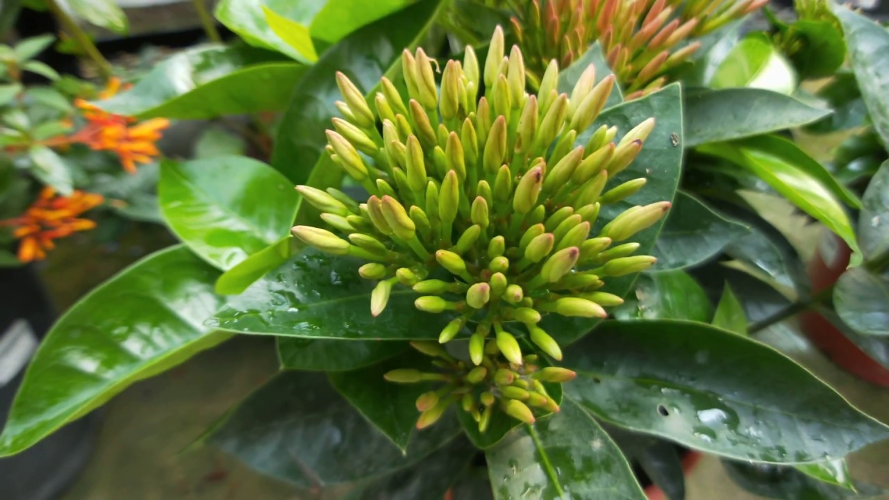 Ixora coccinea 'Nora Grant' 觀花植物 洋紅仙丹 - YouTube