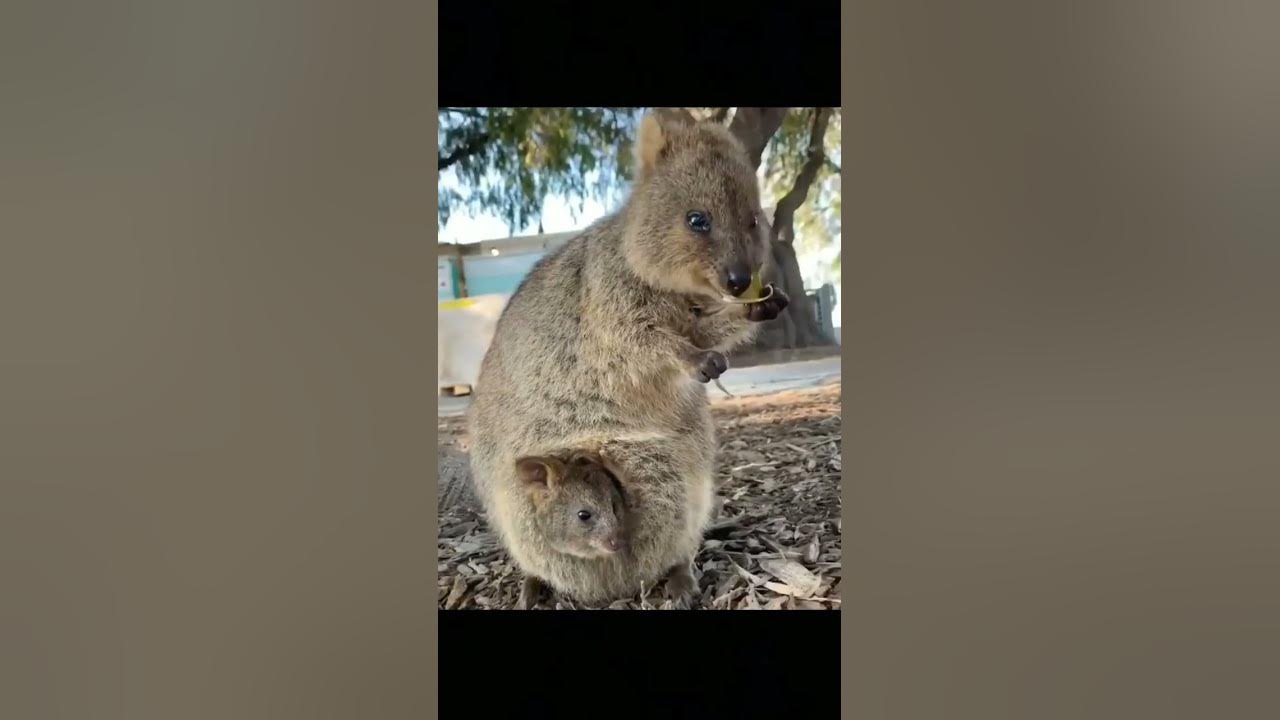 أشياء أول مره ستراها في حياتك 😨☠️الطبيعة غموض عجائب غرائب البريه