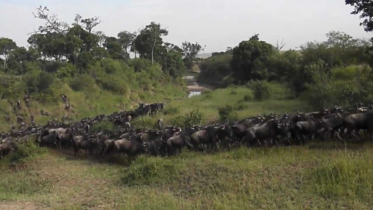 2011 Mara gnu crossing.MP4 - YouTube