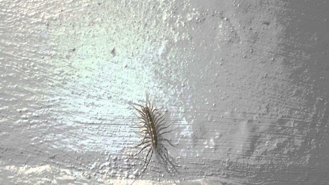 Basement "cave" Centipede in Upstate NY - YouTube