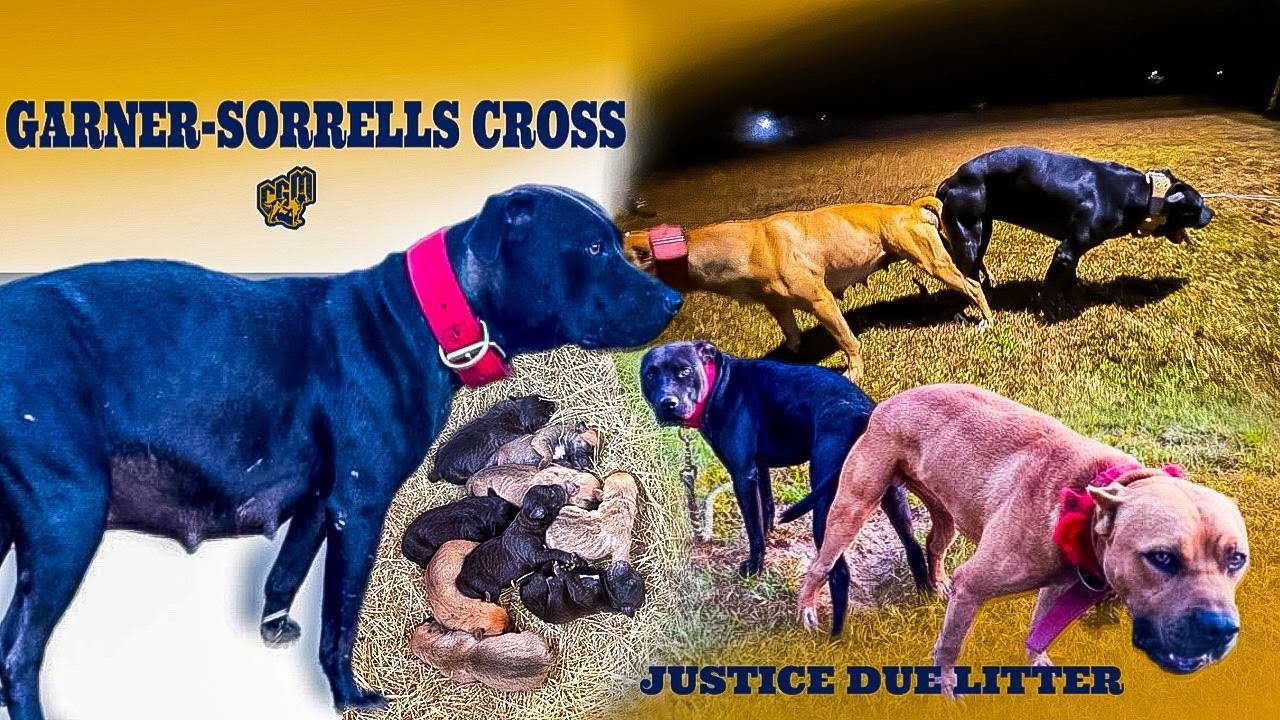 Garner Sorrells Cross #pitbull #breeding - YouTube