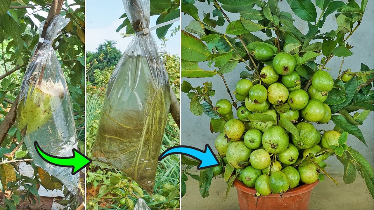 Growing guava by cutting branches with bananas | Excellent method of ...