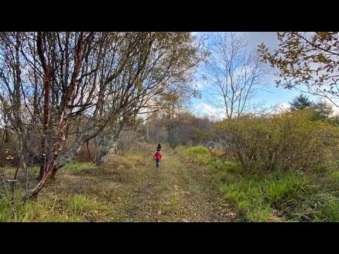 Our 10 Acre Woodland Tour | Part 2 | ( Emilyn World ) - YouTube