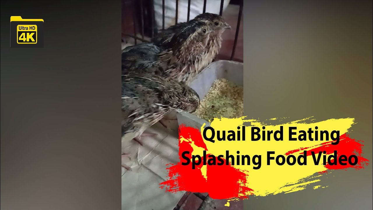 Quail Bird Eating and Splashing the Food Quail Food Splashing Video ...