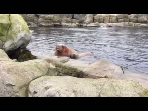 Lustiger Walross im Tierpark Hagenbeck funny walrus