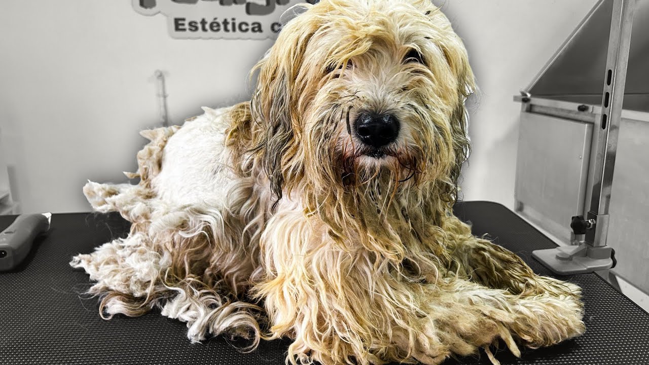 Rescatado del abandono : Mira la Transformación de un Perrito ...