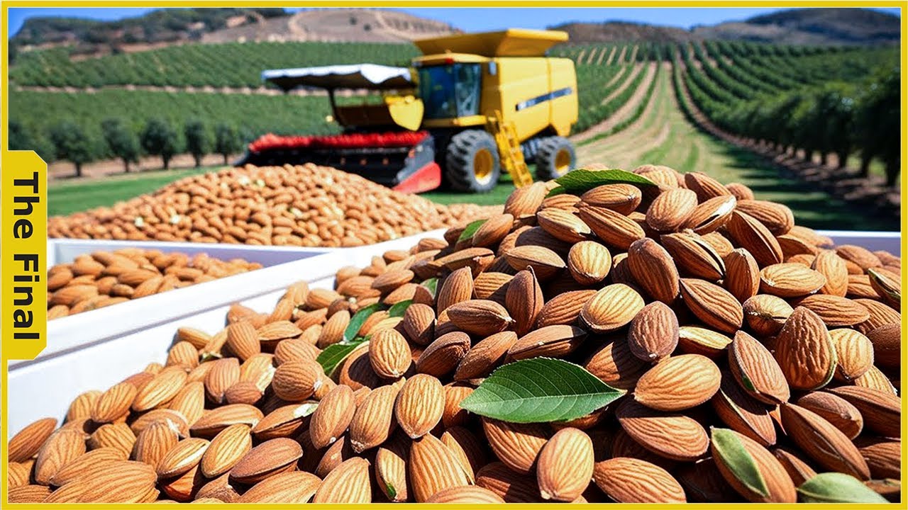 US Farmers Produce 15.5 Billion Pounds of Almonds This Way | Farming ...