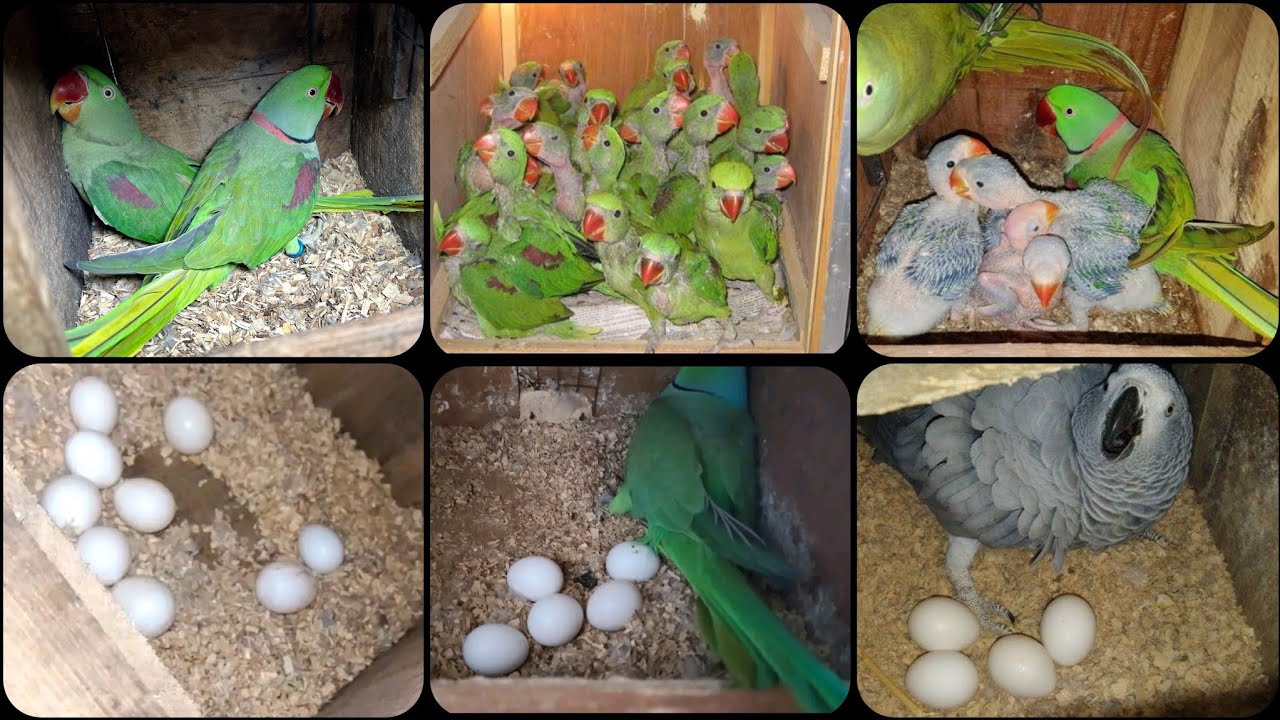 Alexandrine Parrots Breeding Farm Kashmir Raw Breeding Farm in Multan ...