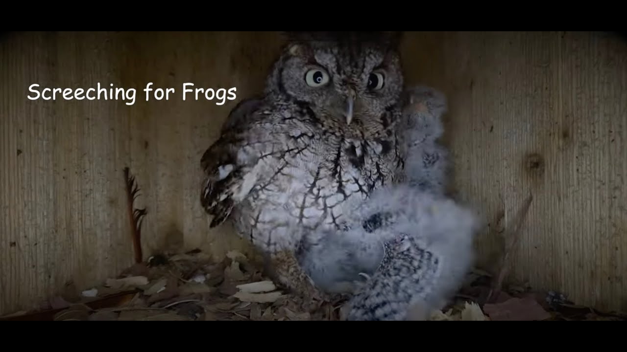 Screeching for Frogs - YouTube