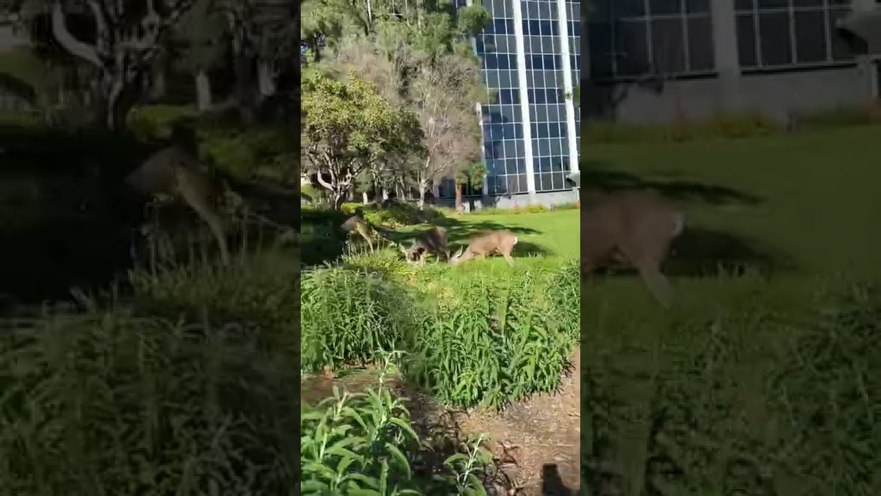 We love Dears, and were so lucky to see them at NASA/JPL Public Tour in ...