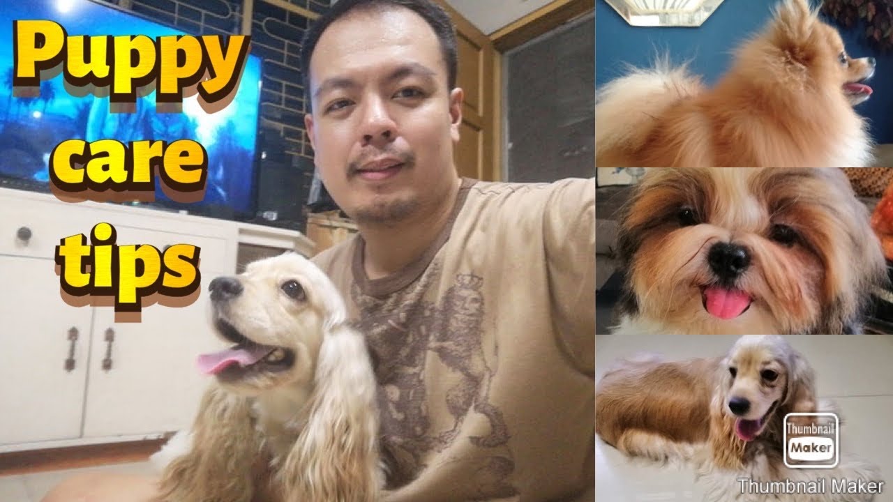 Puppy Care Tips Tagalog YouTube puppy-care-tips-tagalog-youtube