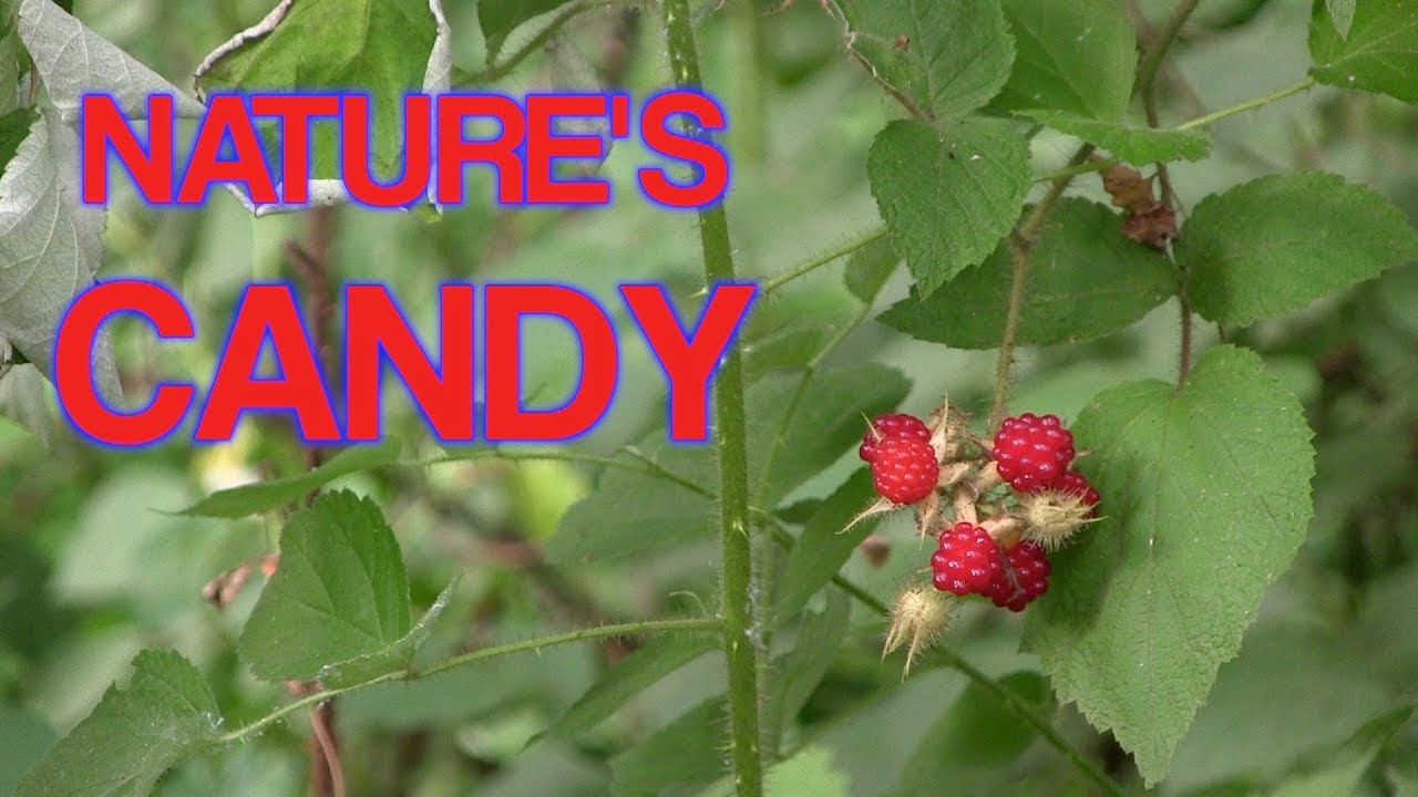 Nature's Candy - YouTube