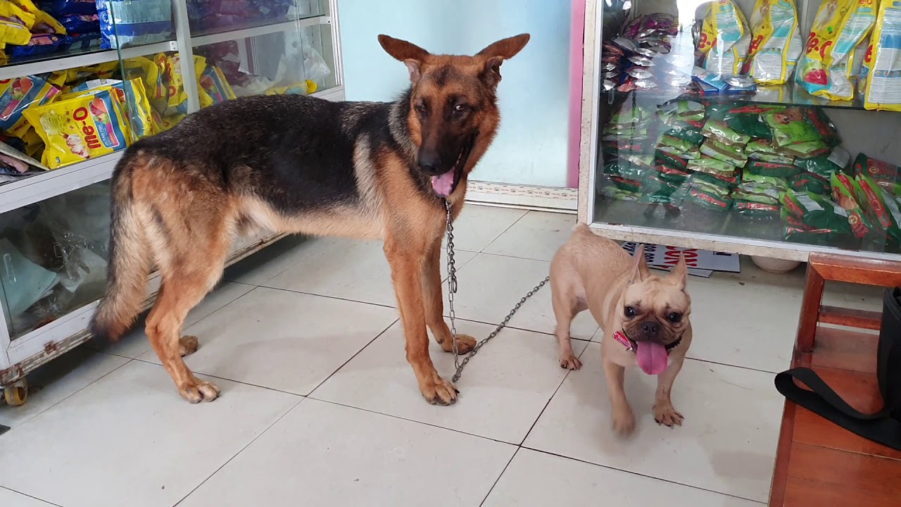 ⚠️⚠️⚠️Chó Becgie Giao Phối Với Bull Pháp | Theo Bạn Nghĩ Đẻ Con Ra ...