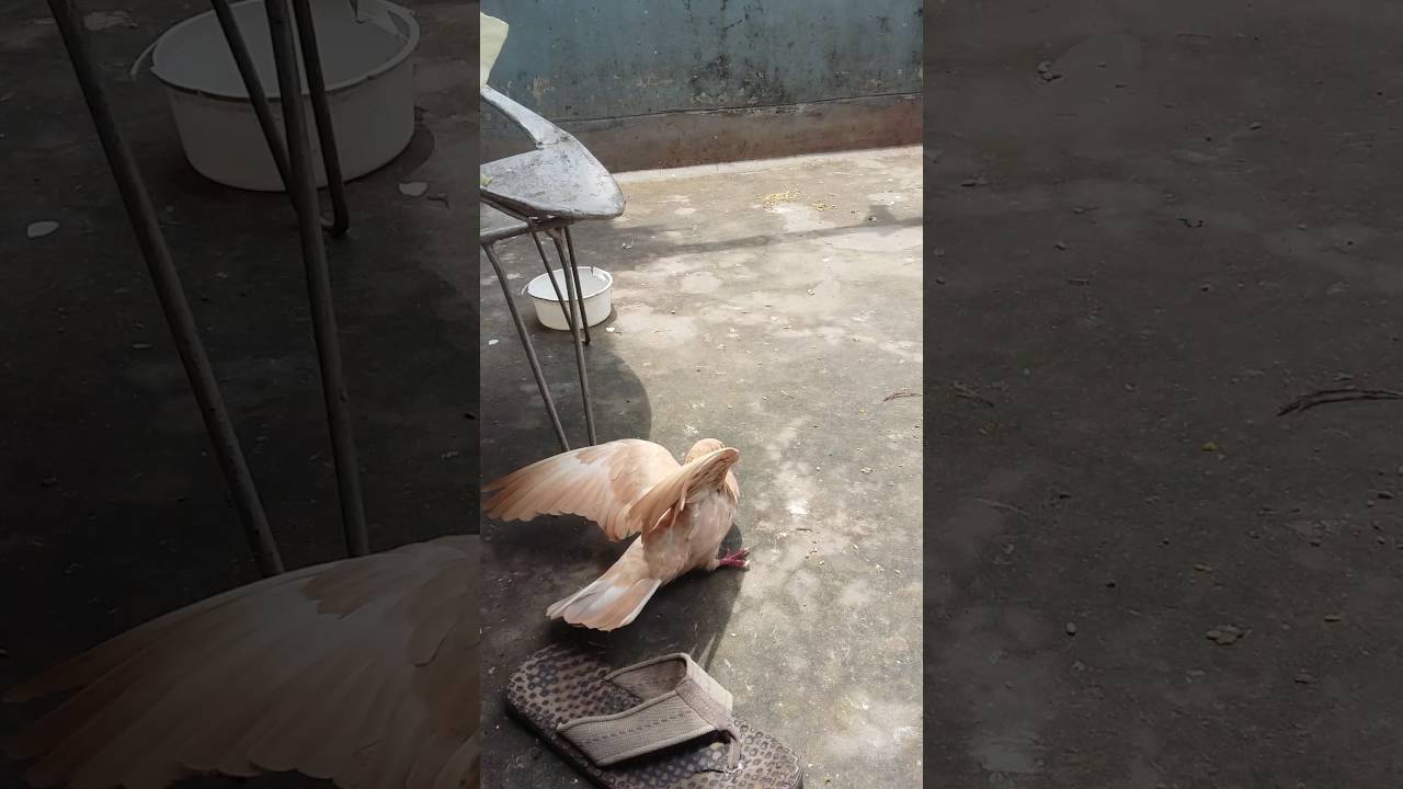 loton kobotor....😎😎😎 - YouTube