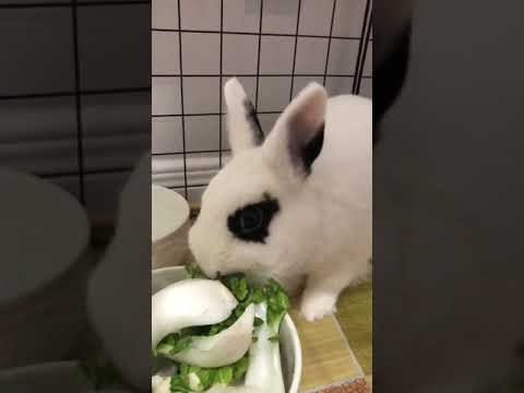 Netherland Dwarf Bunny Mukbang (ASMR)