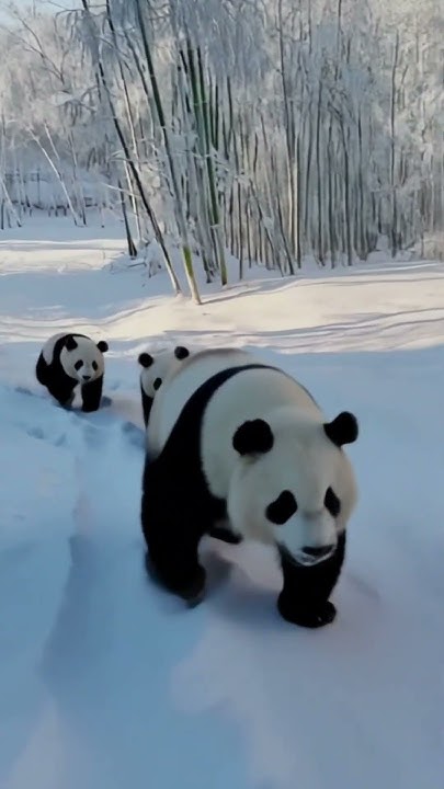 Snow Pandas! 🐼 ️ 눈밭에서 뛰노는 판다 가족 #panda #겨울힐링 - YouTube