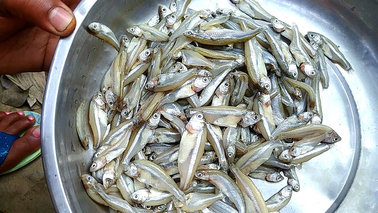 Village Cooking Small Fish Curry - Mola Macher Chorchori - গ্রামের মলা ...