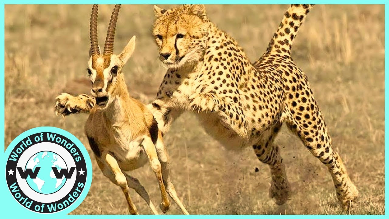 Hunting & Being Hunted In Kenya's Masai Mara Animal Attack - YouTube