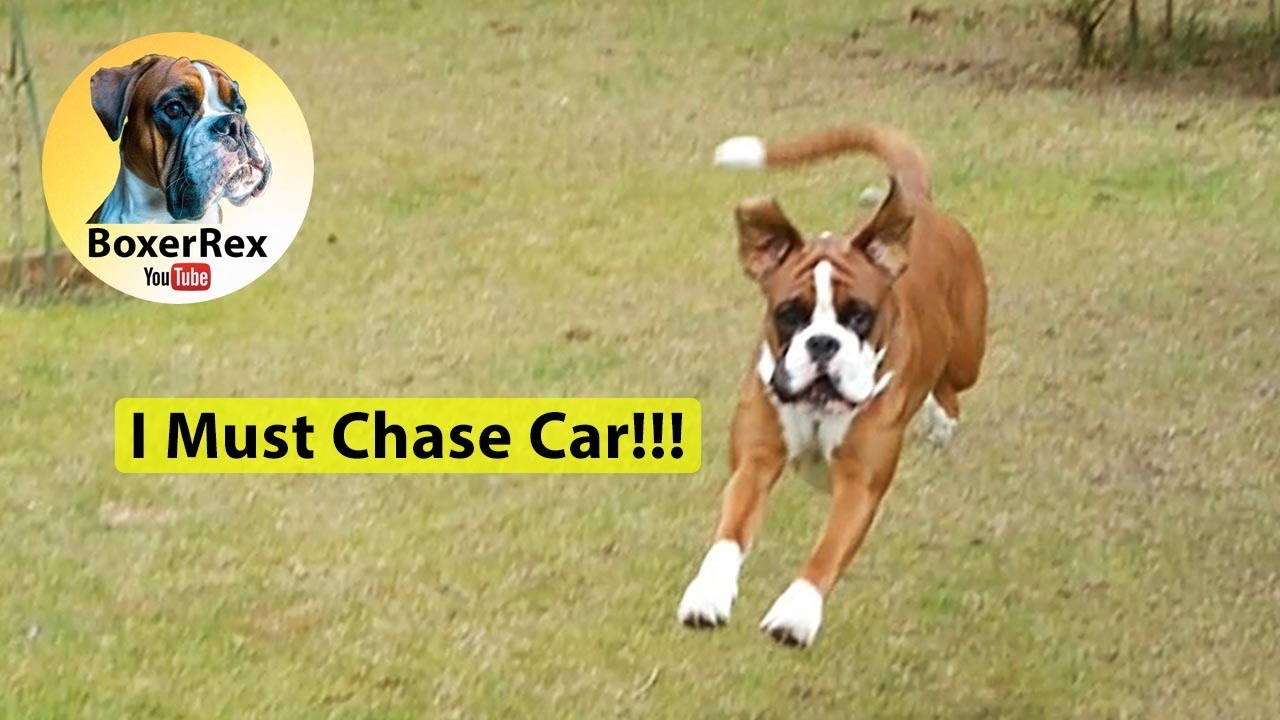 Boxer Dog Must Chase Car! - Twice!!! - YouTube