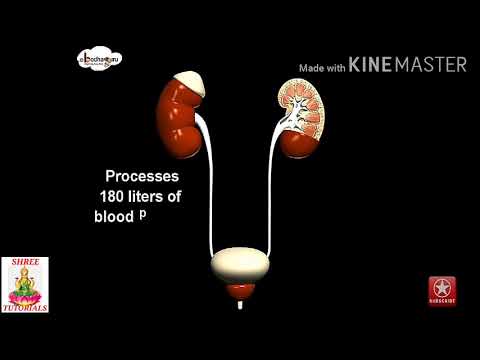 Excretion In Human Beings Life Processes Class 10 Chapter6 Science
