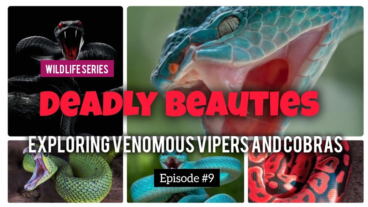 Deadly Beauties: Exploring Venomous Vipers and Cobras! - YouTube