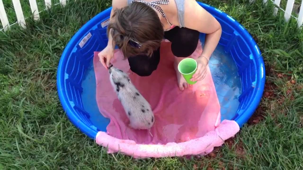 Olive and Leo- pigs at the pool! - YouTube