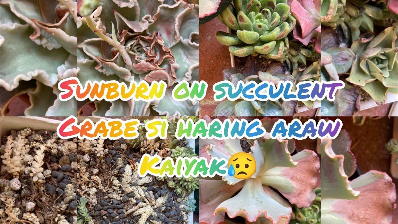 Succulent Sunburn?Care and Tips ️ - YouTube