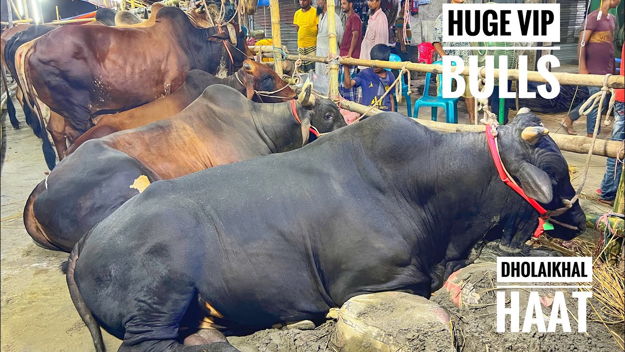 Huge Heavyweight Bulls | VIP Line Up of Bulls | Dholaikhal Haat | The ...