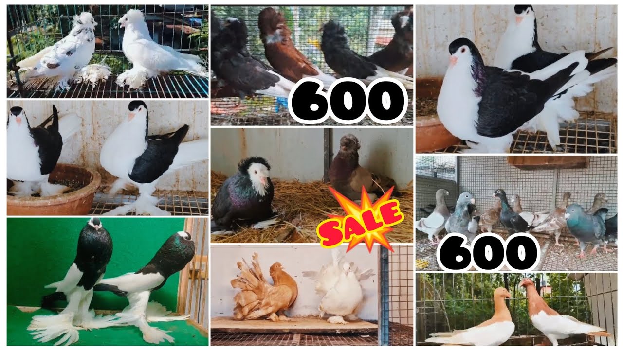 Fancy Kabootar Special || Fancy Pigeon Loft ||Indian Fantail || Kerala ...