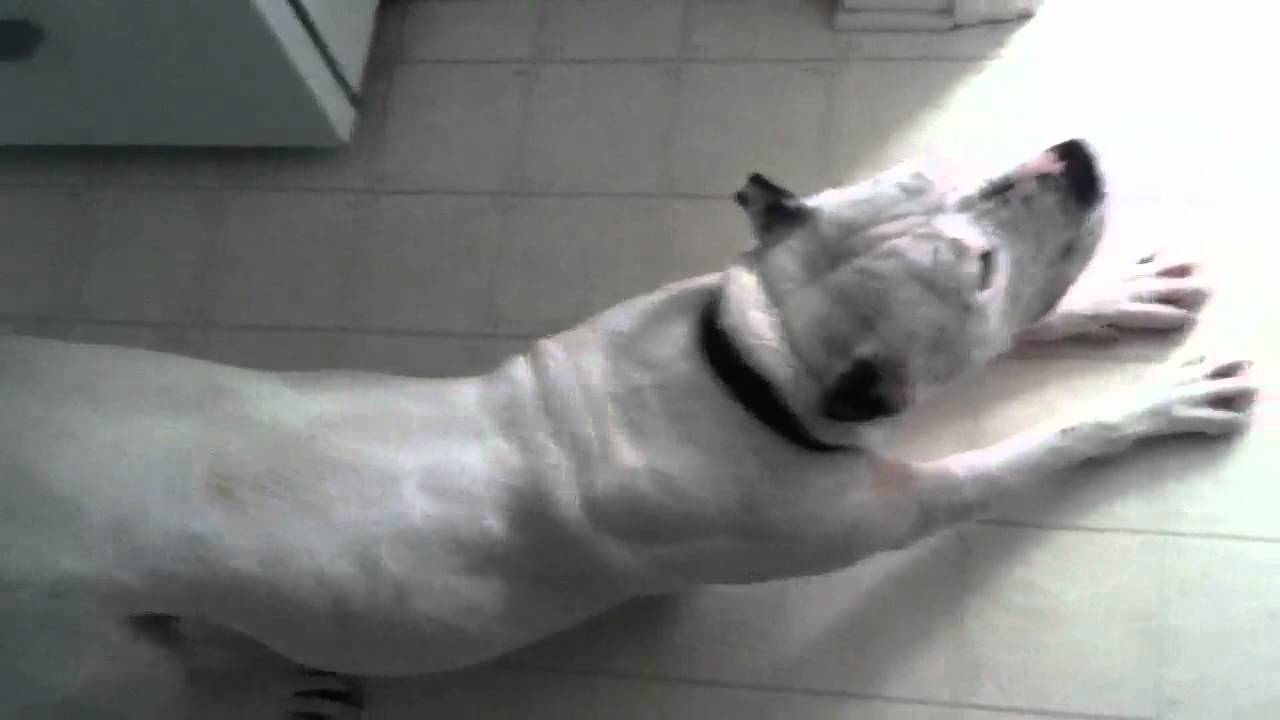 Example of Pandiculation - YouTube