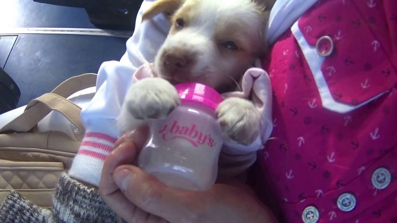 Perrito bebé tomando leche de biberón - YouTube