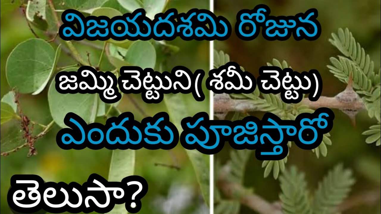 Jammi Chettu Importance ,and Why Is Jammi Chettu Being Worshiped At the ...