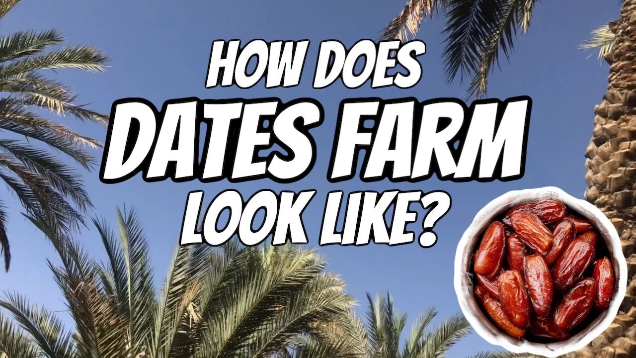 al ain OASIS dates farm | Abu Dhabi, UAE - YouTube