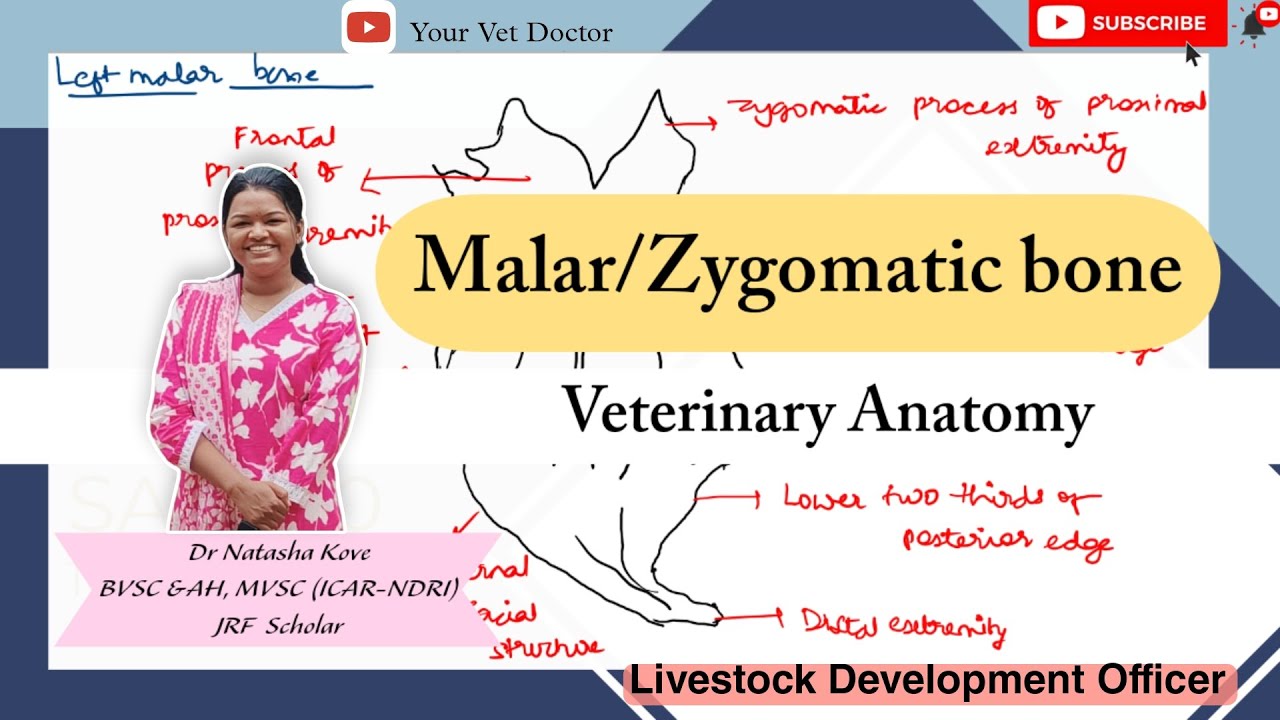 Anatomy of the Animal Skull: Malar /Zygomatic bone | Veterinary Anatomy ...