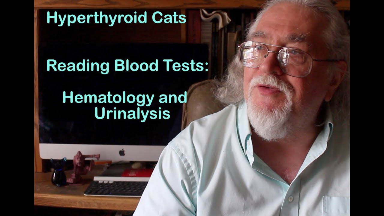 Hyperthyroid Cats: Reading Blood Tests (Hematology and Urinalysis ...