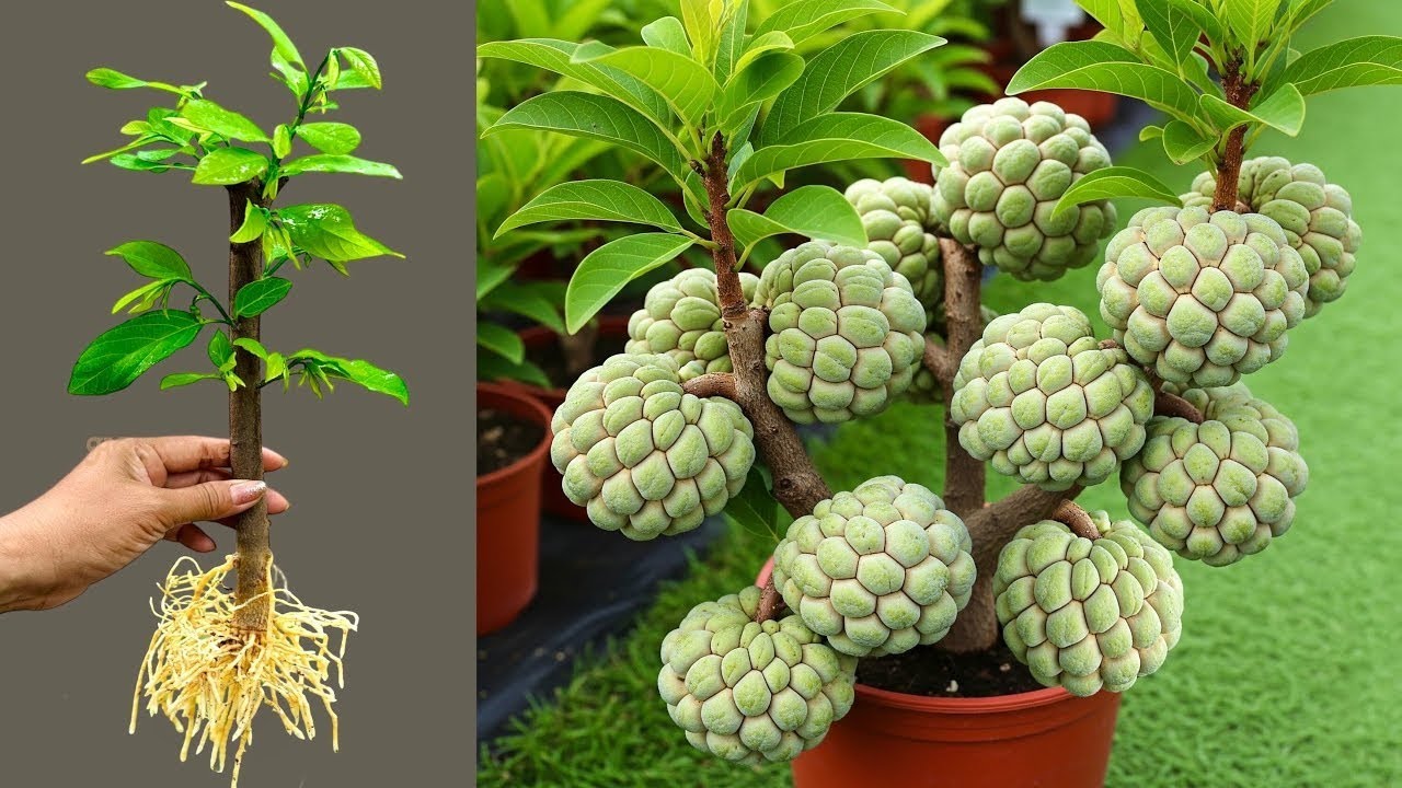 How To Propagate Sweetsop Tree From Cutting With Egg and Aloe Vera, how to growing sweetsop tree ...