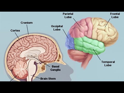 Human brain/ Class 10th NTSE/ Class 11th - YouTube