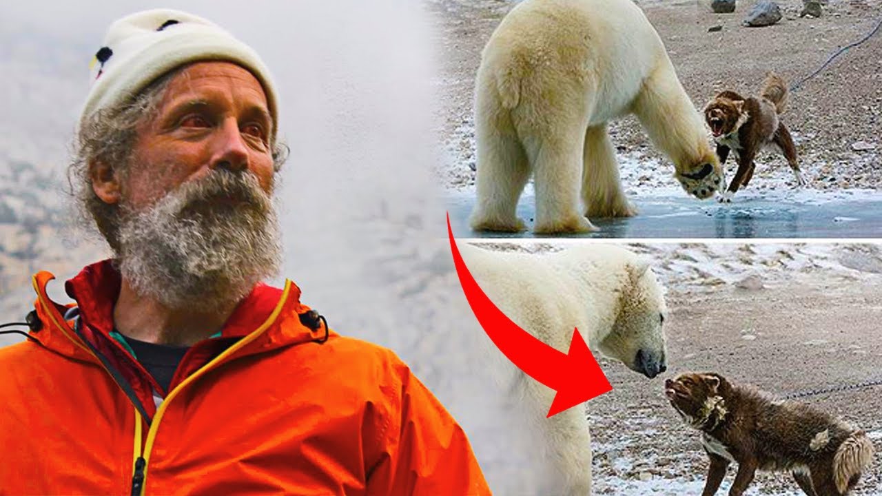 Will A Bear Eat A Dog