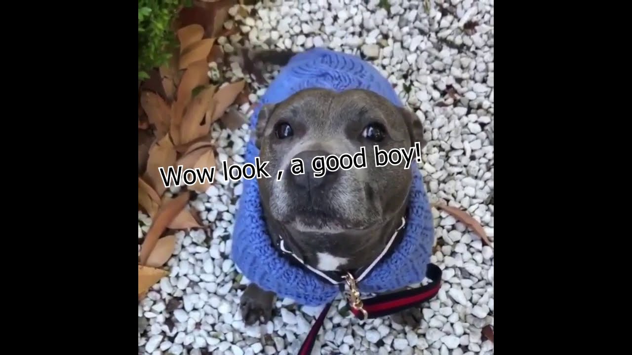 Good Boy (Meme) - YouTube