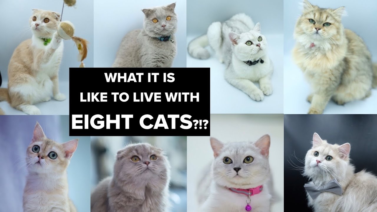 What it is like to live with EIGHT CATS?!? - YouTube