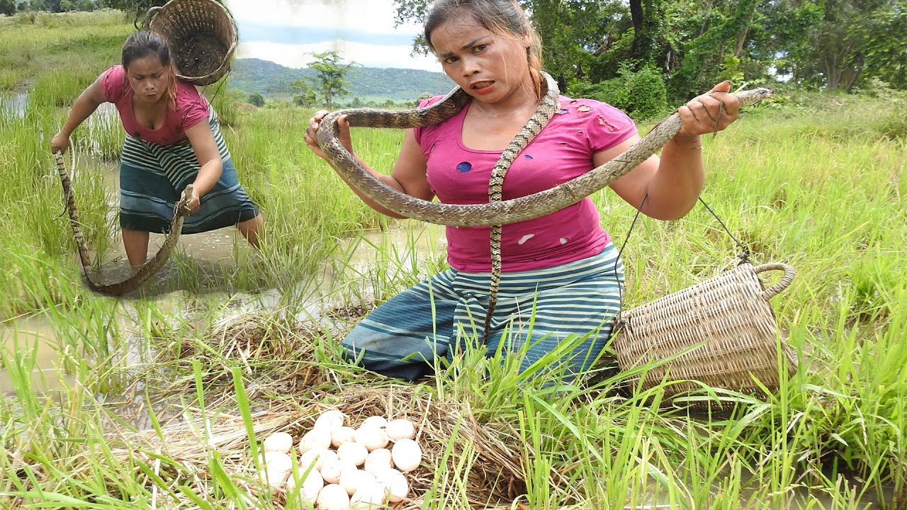 Woman hunting snake in the field,Cooking snake eggs - YouTube