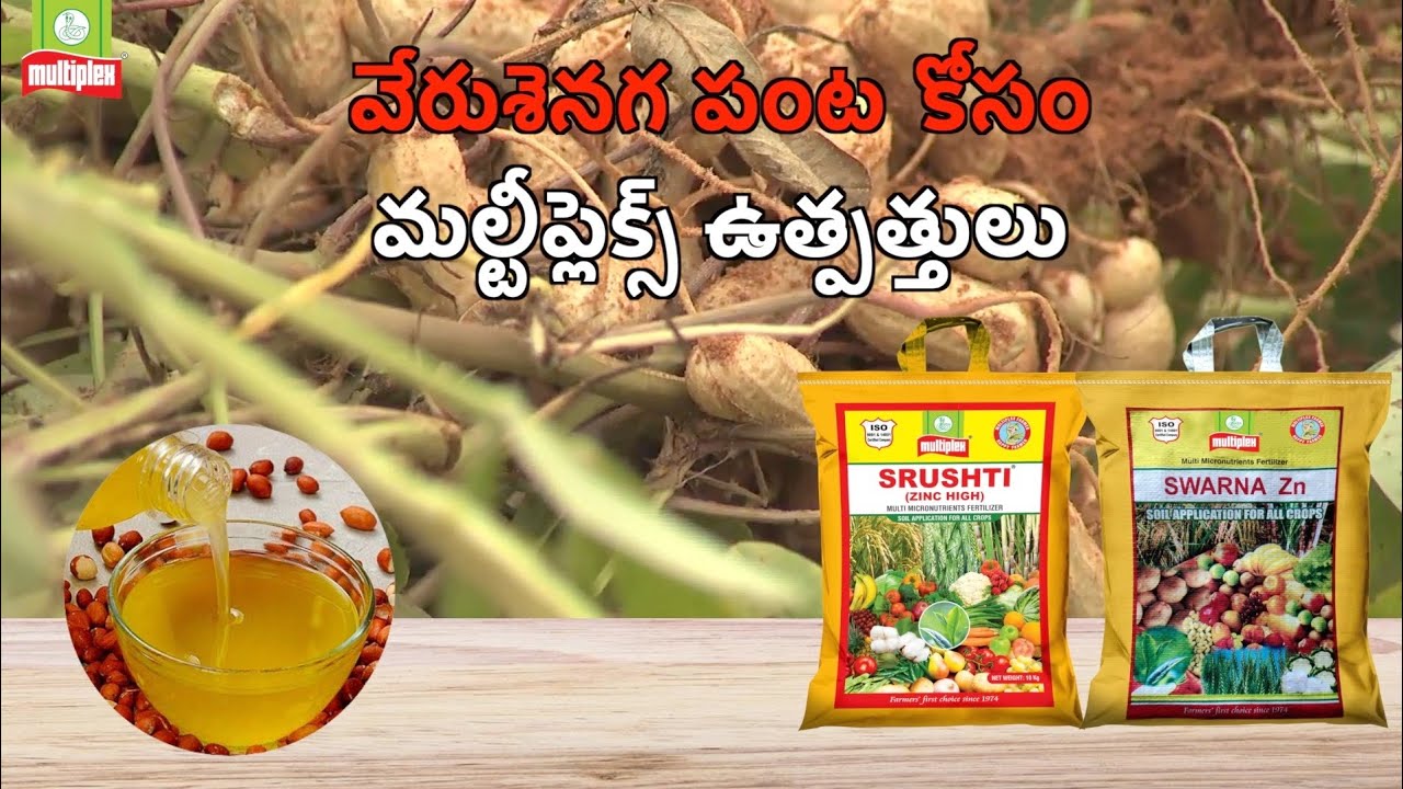 వేరుశెనగ పంటలకు మల్టీప్లెక్స్ సృష్టి మరియు స్వర్ణ Zn I Multiplex ...