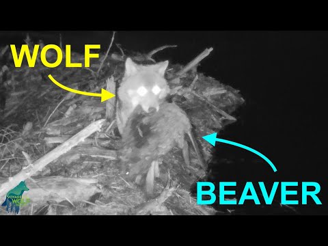 Wolf stalks and kills beaver in exceptionally rare footage